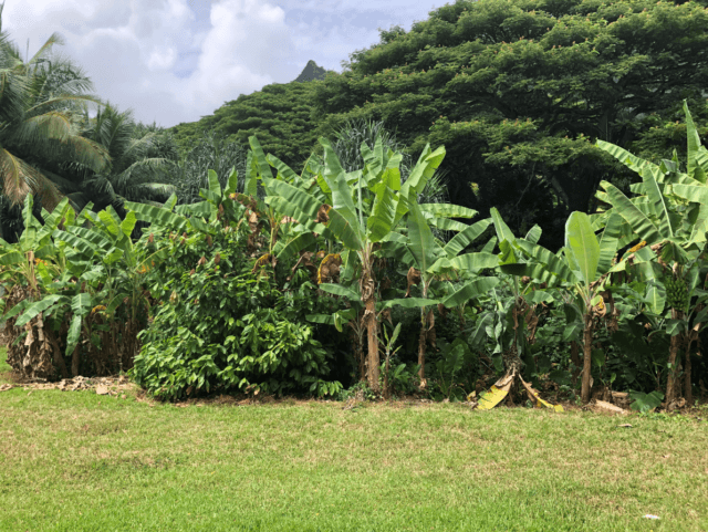 Things to do on the East Shore (Windward), Oahu | An Adventure is Calling